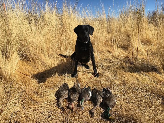 Duck Hunting in Nevada - Prime Revolution